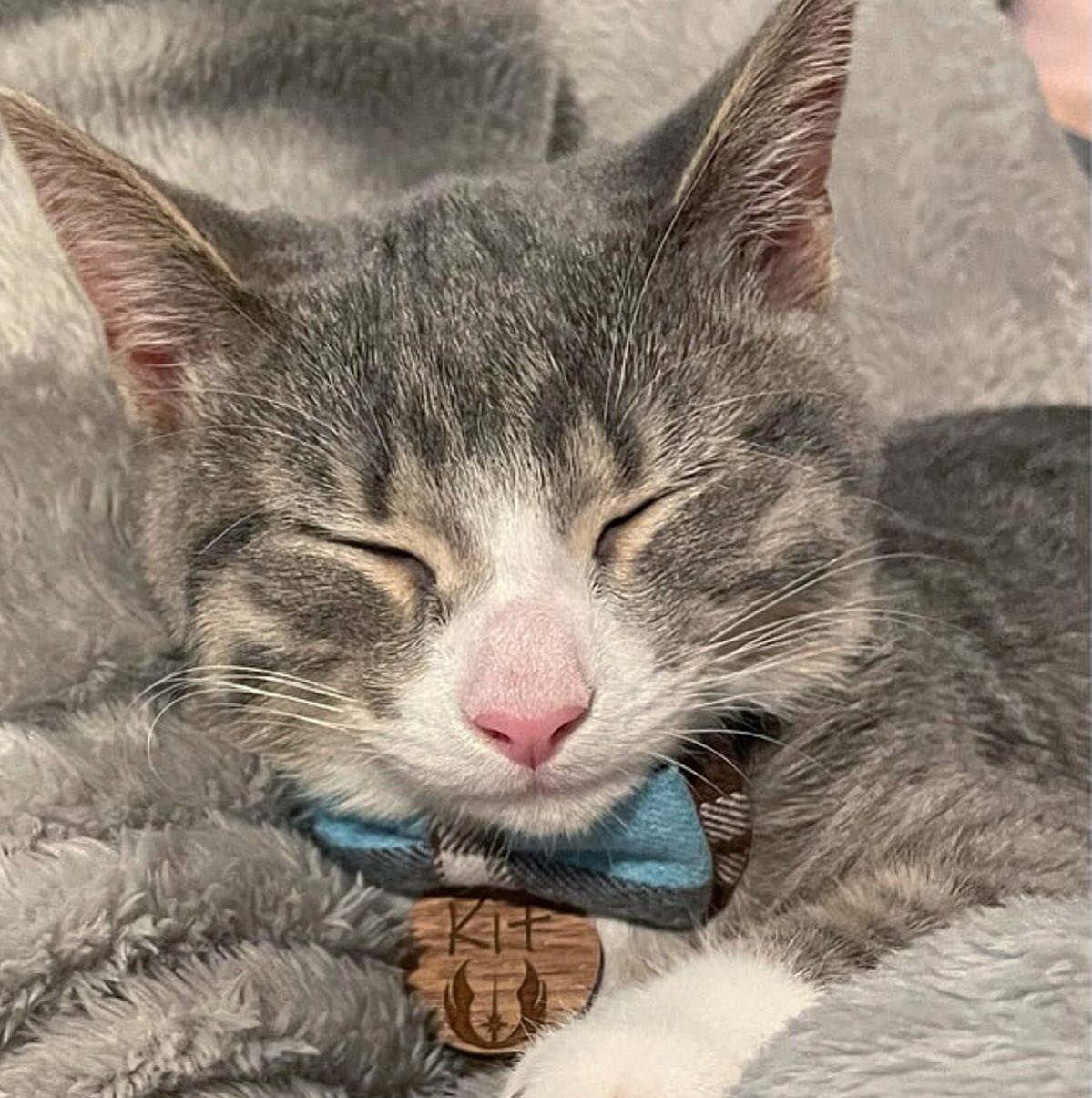 Custom Engraved Wooden Cat Name Tag: Maple or Walnut - Etsy