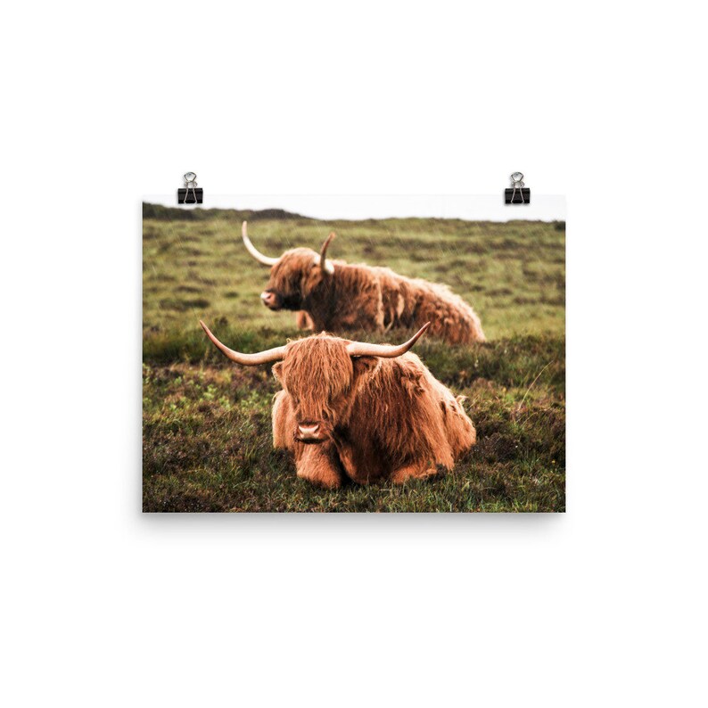 Highland Cow Poster - Etsy