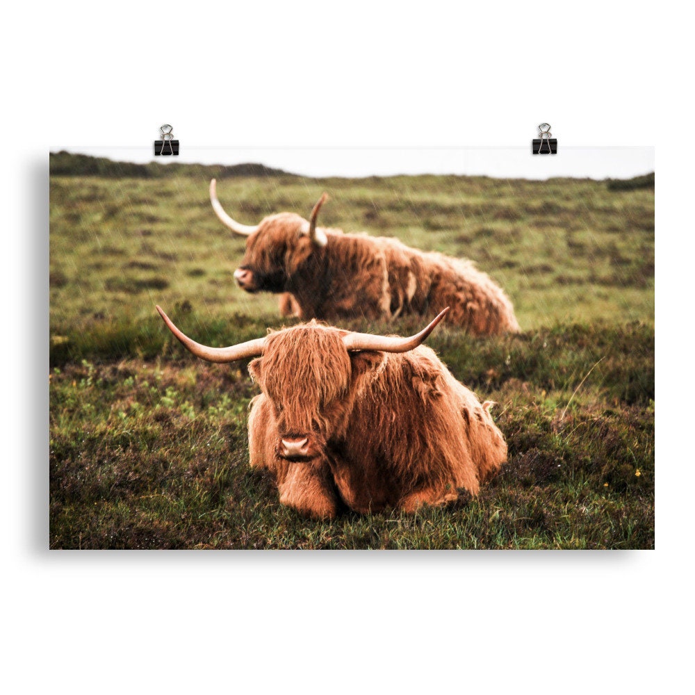Highland Cow Poster - Etsy