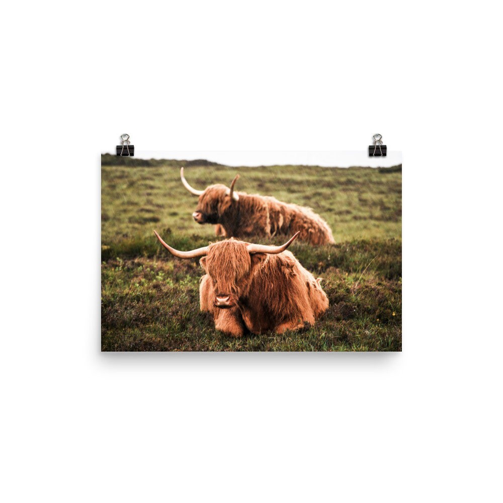 Highland Cow Poster - Etsy