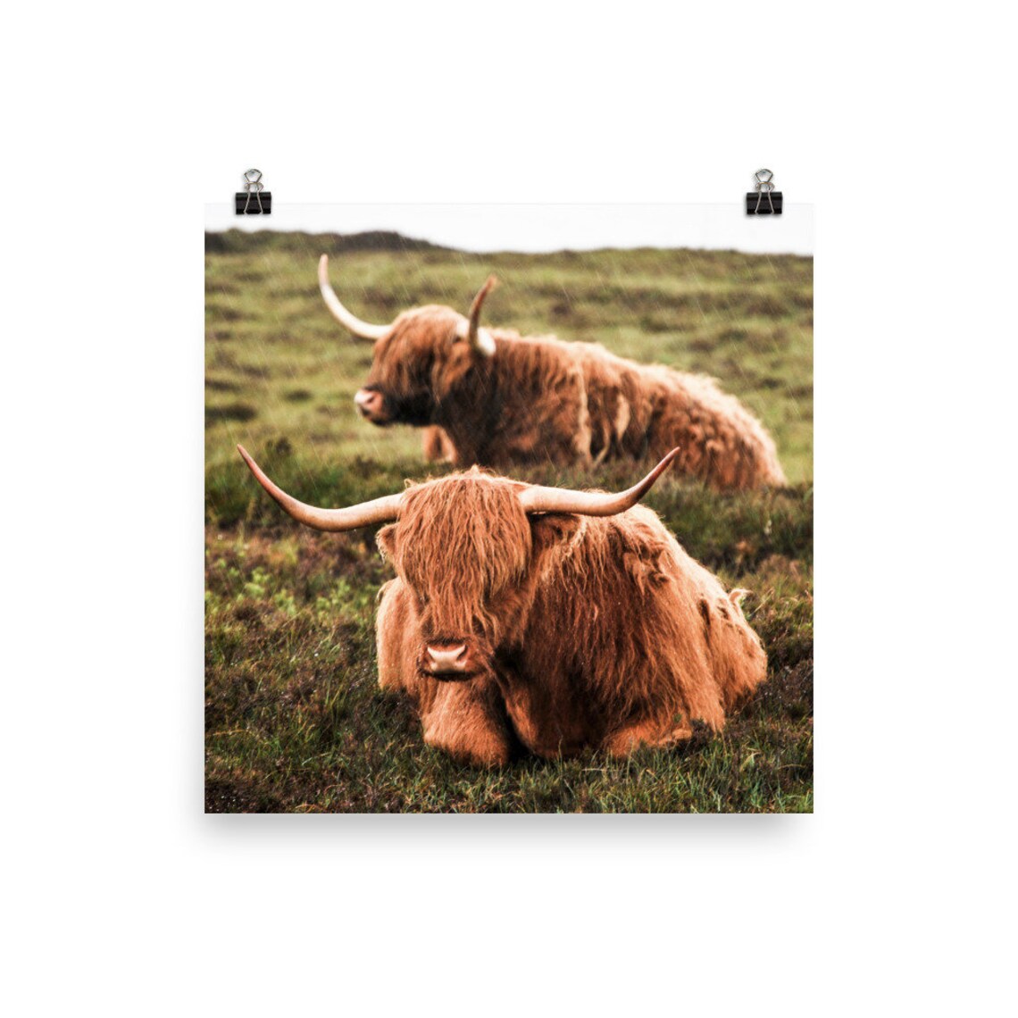 Highland Cow Poster - Etsy