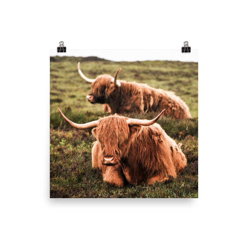 Highland Cow Poster - Etsy