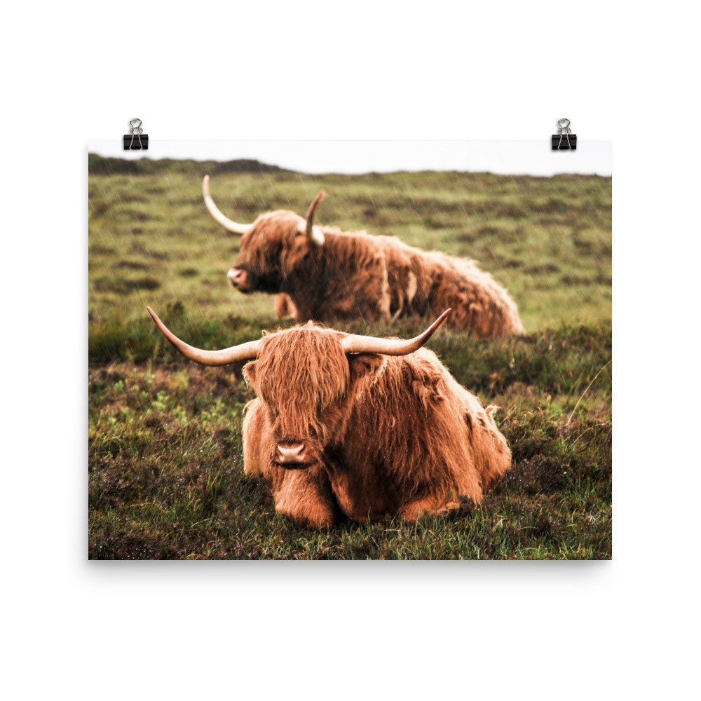 Highland Cow Poster - Etsy