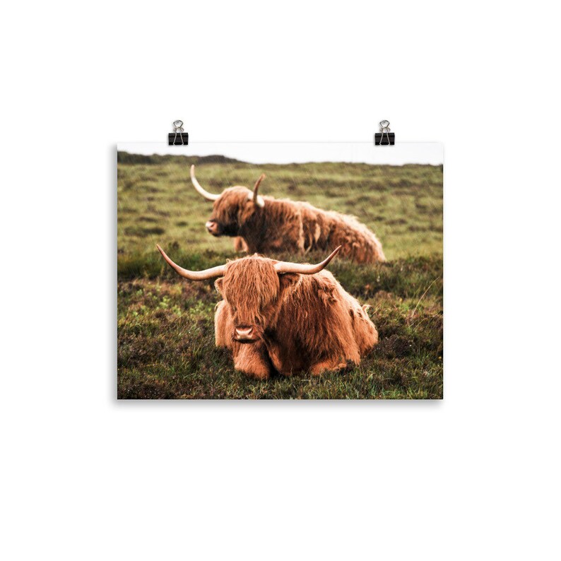 Highland Cow Poster - Etsy