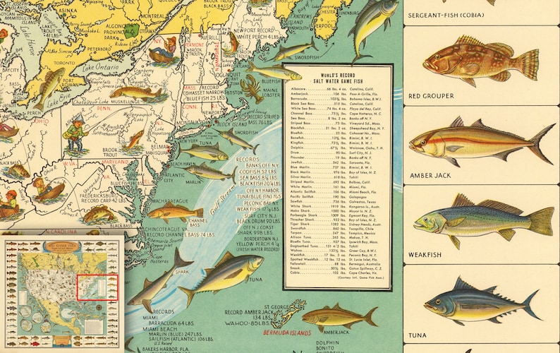 Big Game Fish Digital Poster Map / Fishes Animals Fine Art / Large USA ...