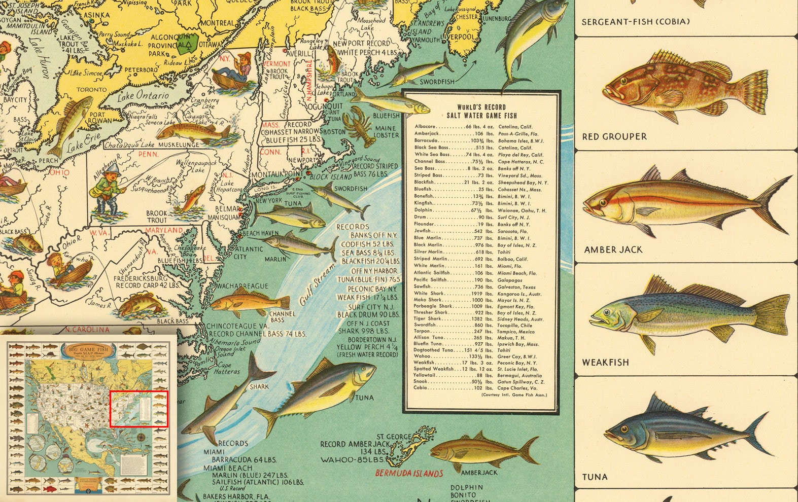 Big Game Fish Digital Poster Map / Fishes Animals Fine Art / Large USA ...