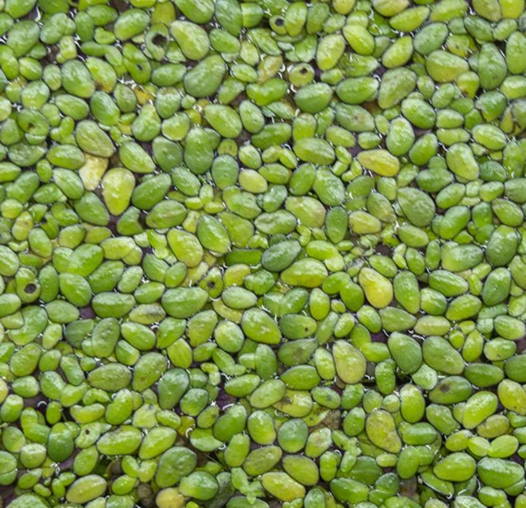 500+ Pods of Duckweed | Live Aquarium Floating Plant | Large Portion ...