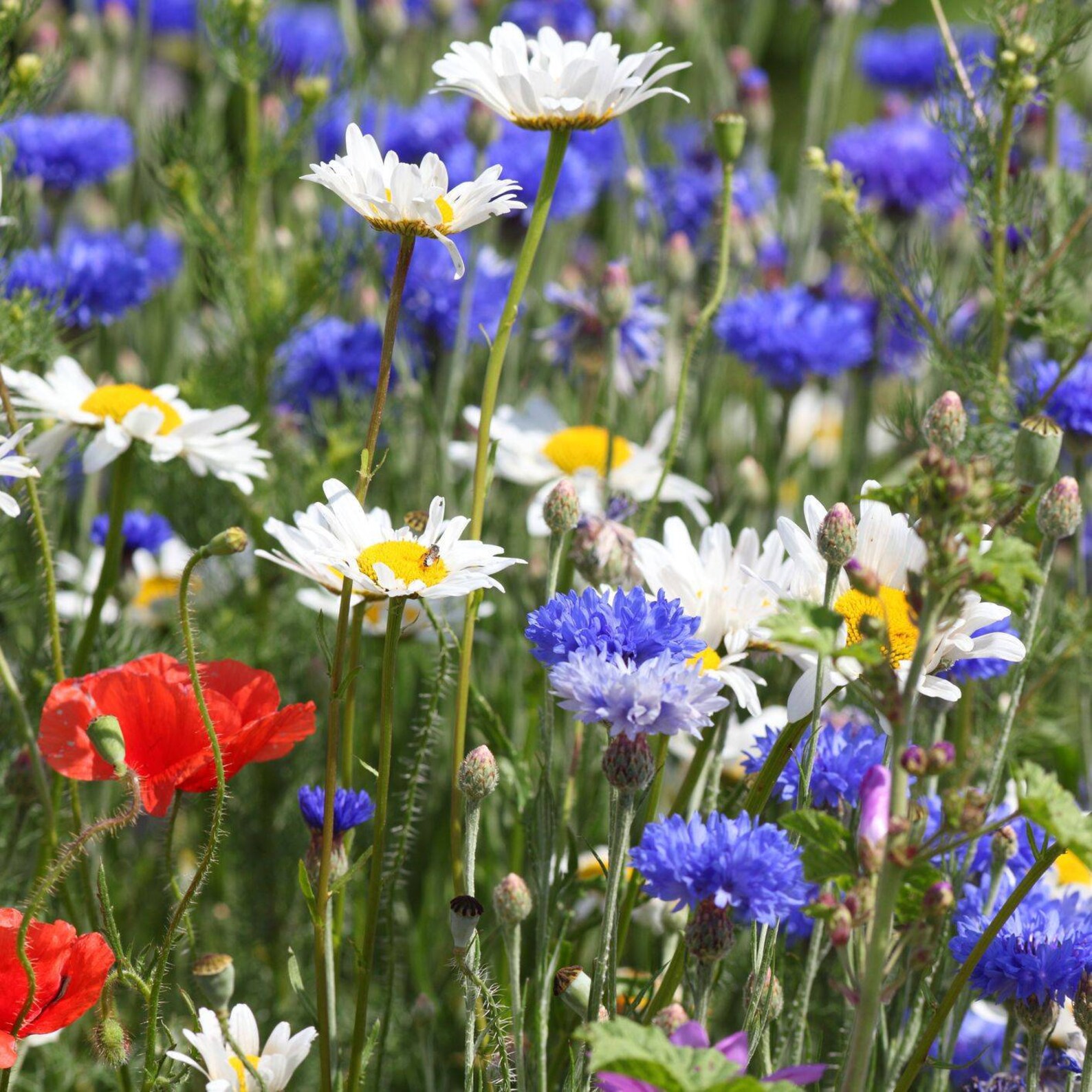 American Dream Red White and Blue Flower Mix 100 Seed - Etsy