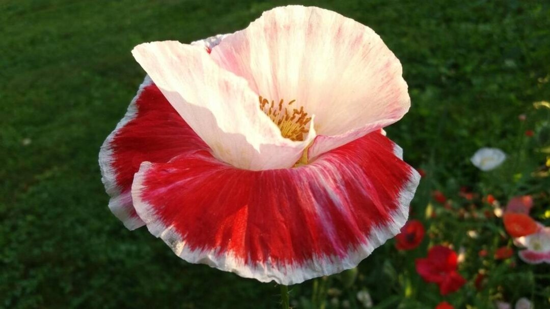 Poppy Double Petaled Mix, 200 Seeds, Stunning Pastel Flowers, Easy to ...
