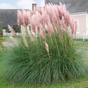 Organic Pink Pampas Grass, 25 Seeds per Pack, Beautiful Pastel Pink ...