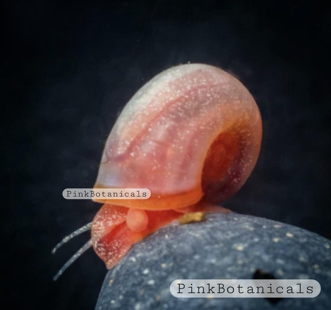 10+ Pearl Sparkle Pink Ramshorn Snails Aquarium Mixed Size PUREBRED - Etsy