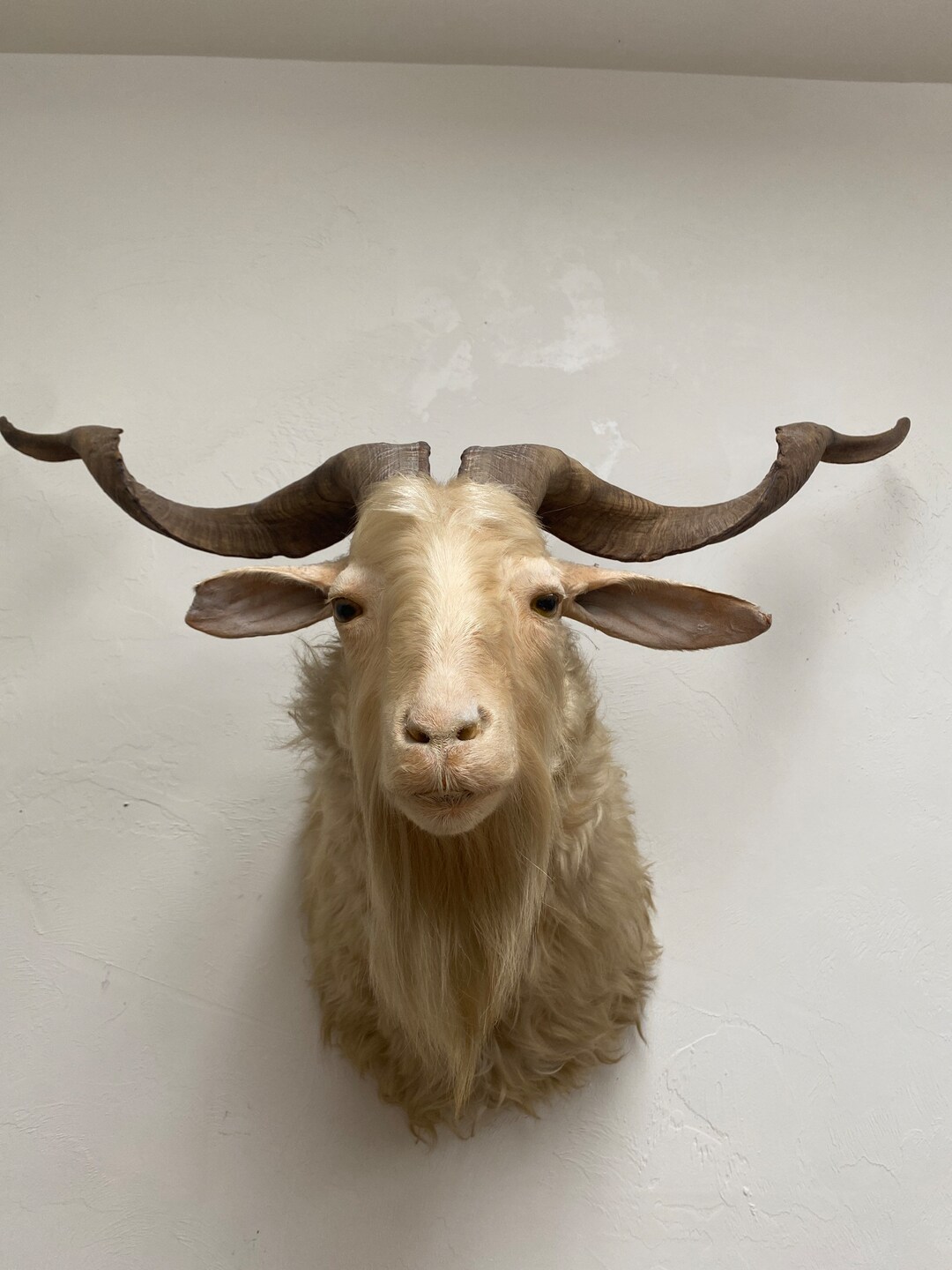 Taxidermy New Zealand Feral Goat / Catalina Shoulder Mount - Etsy