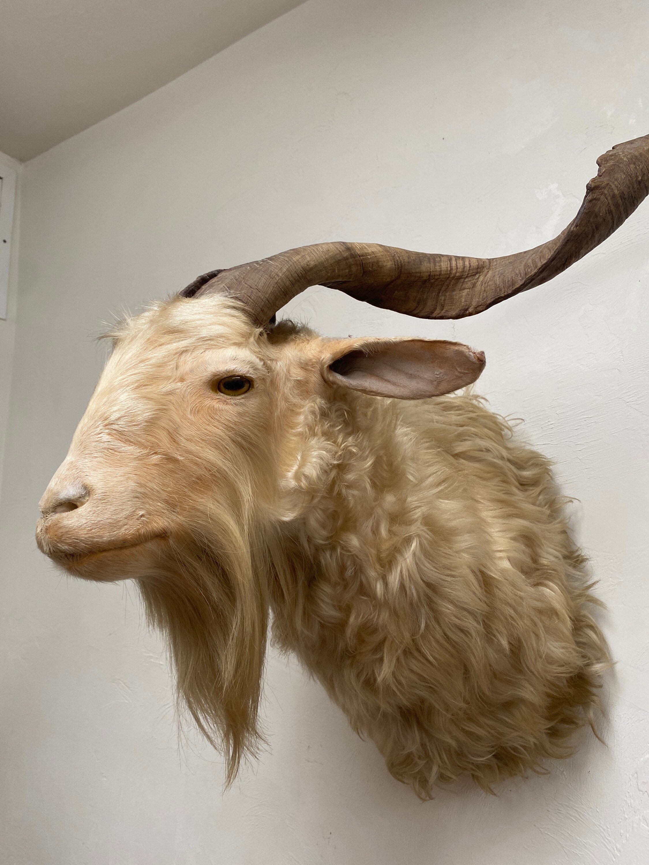Taxidermy New Zealand Feral Goat / Catalina Shoulder Mount - Etsy