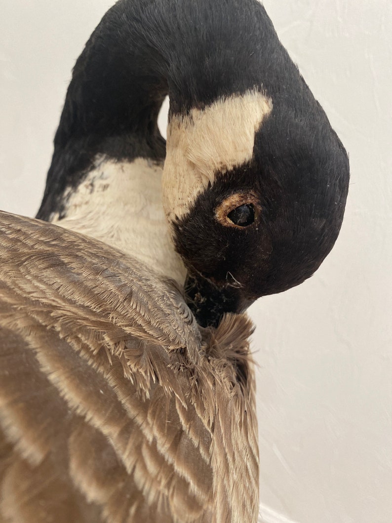 Taxidermy Mounted Canadian Goose on Driftwood - Etsy