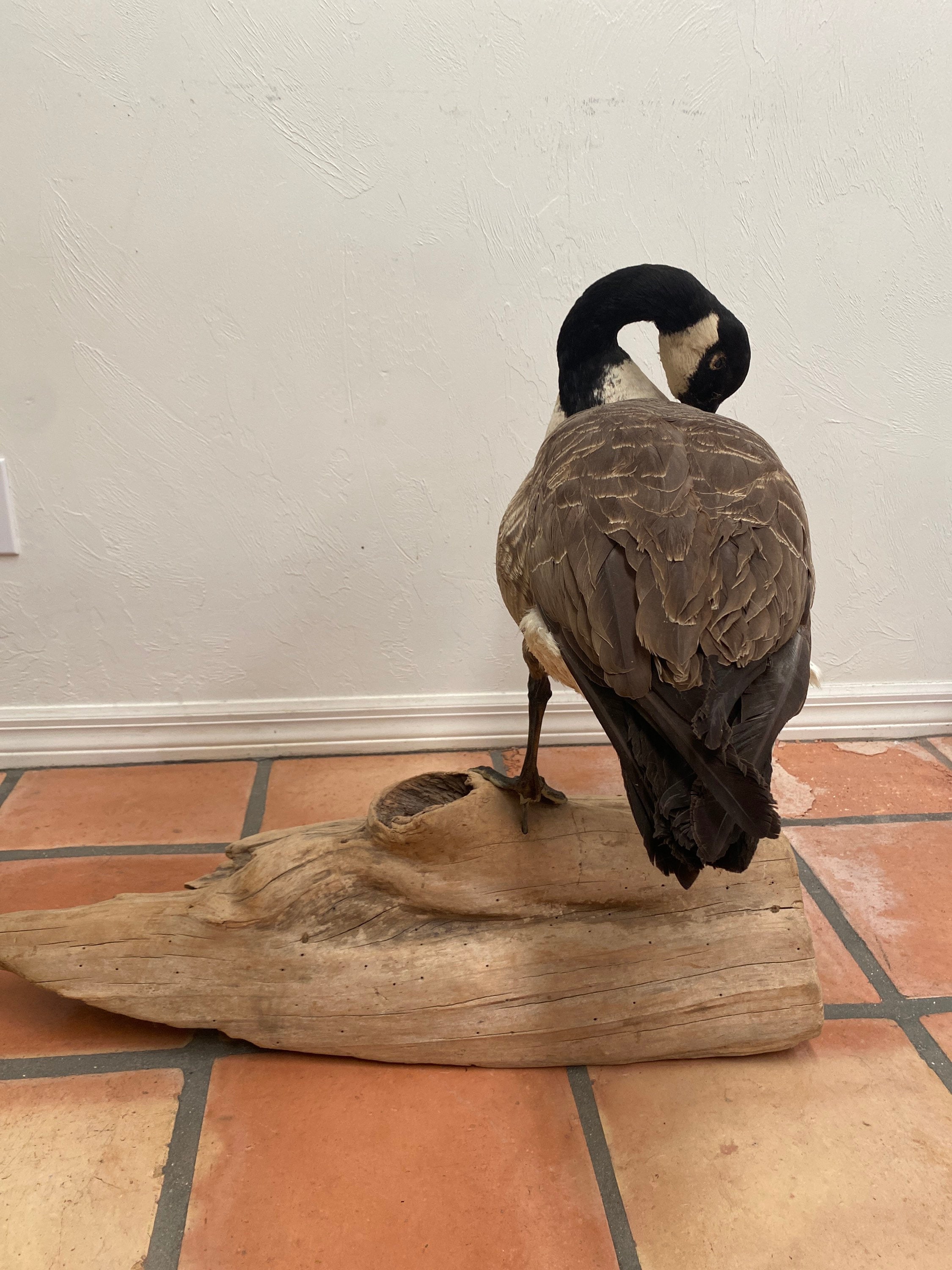 Taxidermy Mounted Canadian Goose on Driftwood - Etsy