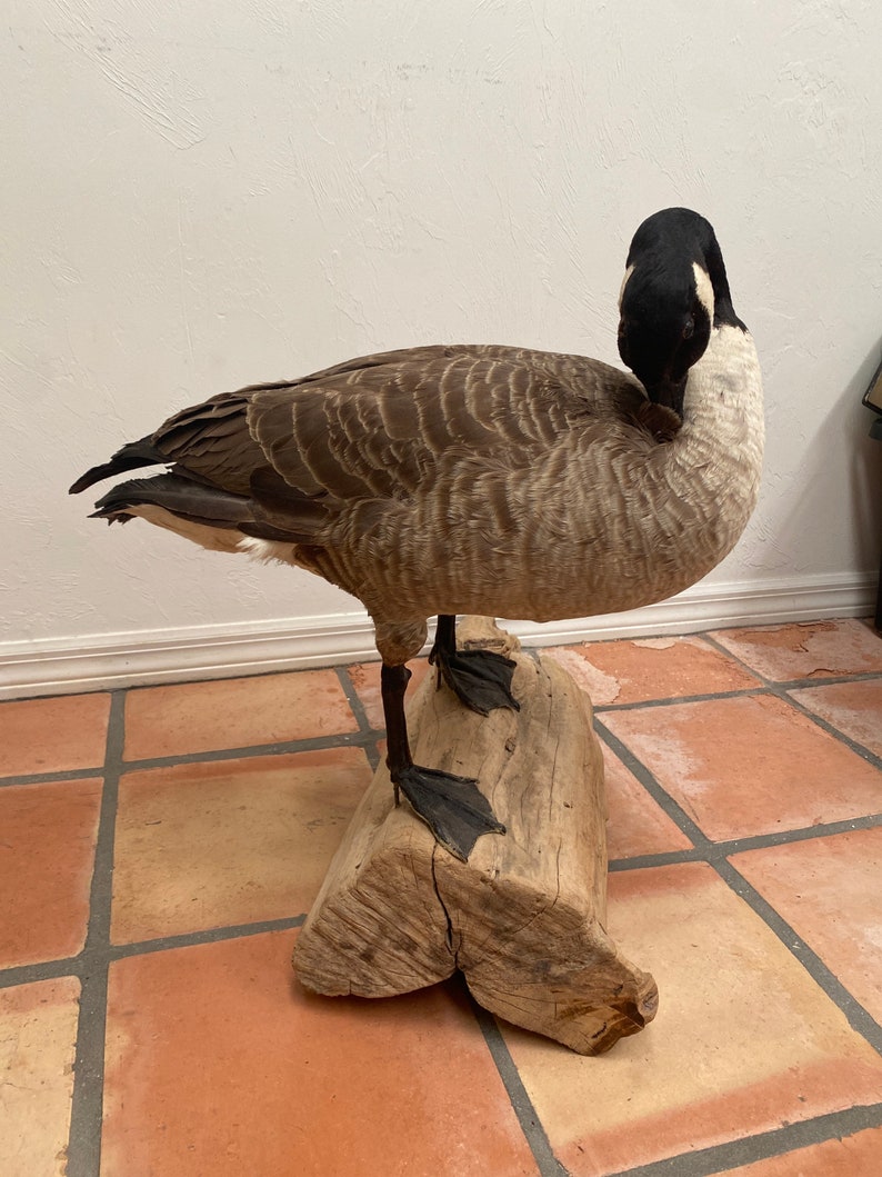 Taxidermy Mounted Canadian Goose on Driftwood - Etsy