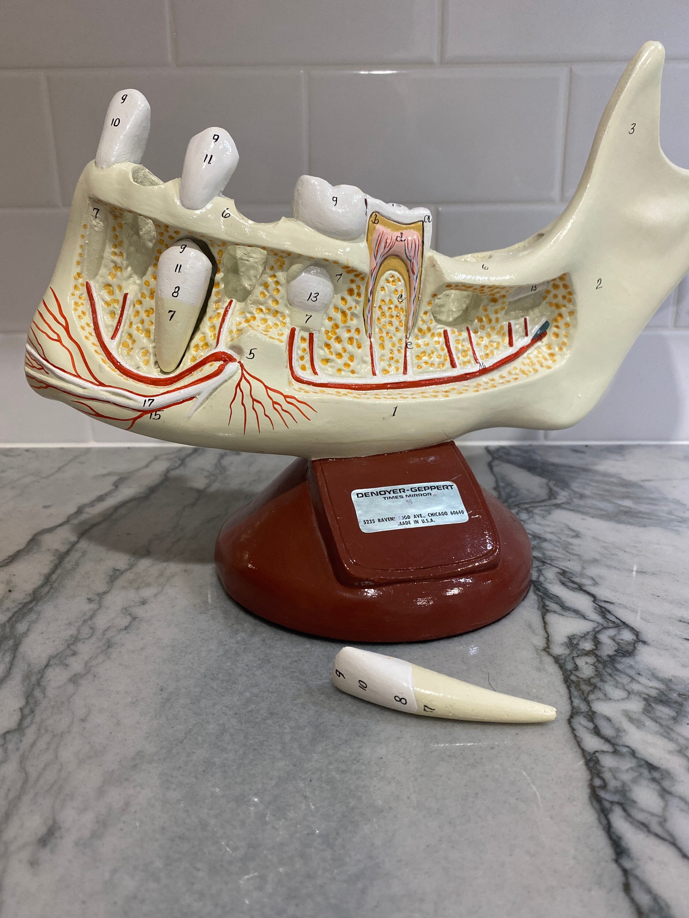 Denoyer-geppert Times Mirror Jaw Model Chicago Vintage - Etsy