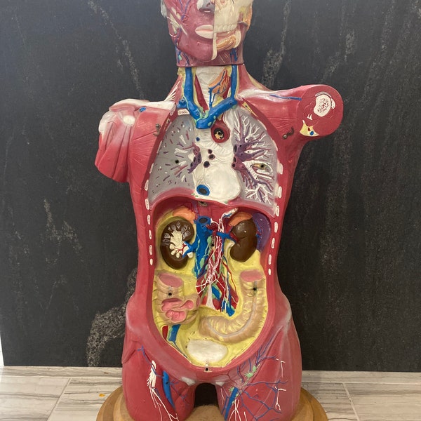 Human Body Parts Model - Etsy