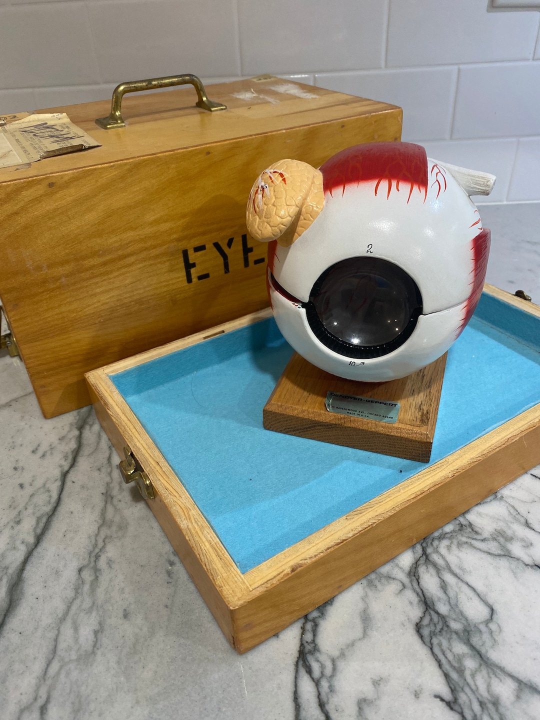 Vintage Eye Model Denoyer Geppert 1977 Chicago - Etsy