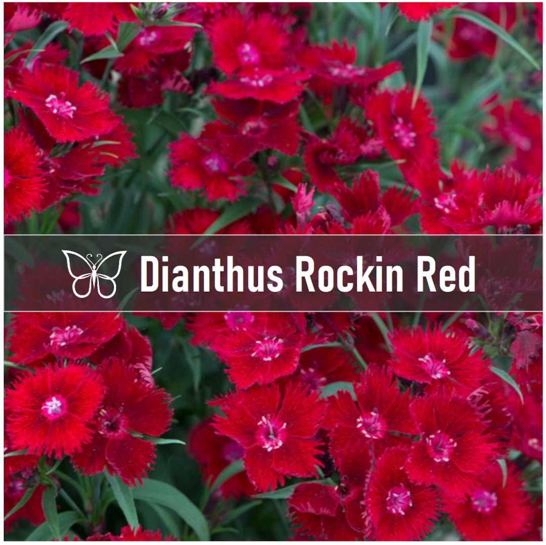 3 ROCKIN RED Dianthus / Mini Carnation Perennial Live Starter Plant ...