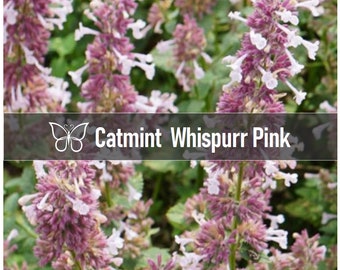 2 Nepeta WHISPURR BLUE CATMINT Faassenii Perennial Starter Plant Plugs ...