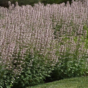 2 Nepeta WHISPURR PINK CATMINT Faassenii Live Perennial Starter Plant ...