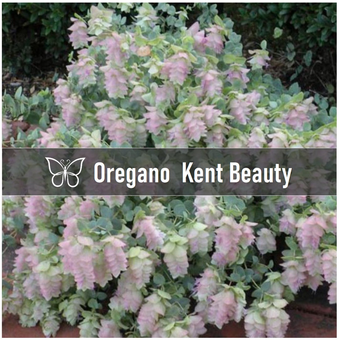 3 Ornamental Oregano KENT BEAUTY Live Perennial Starter Plant Plugs - Etsy