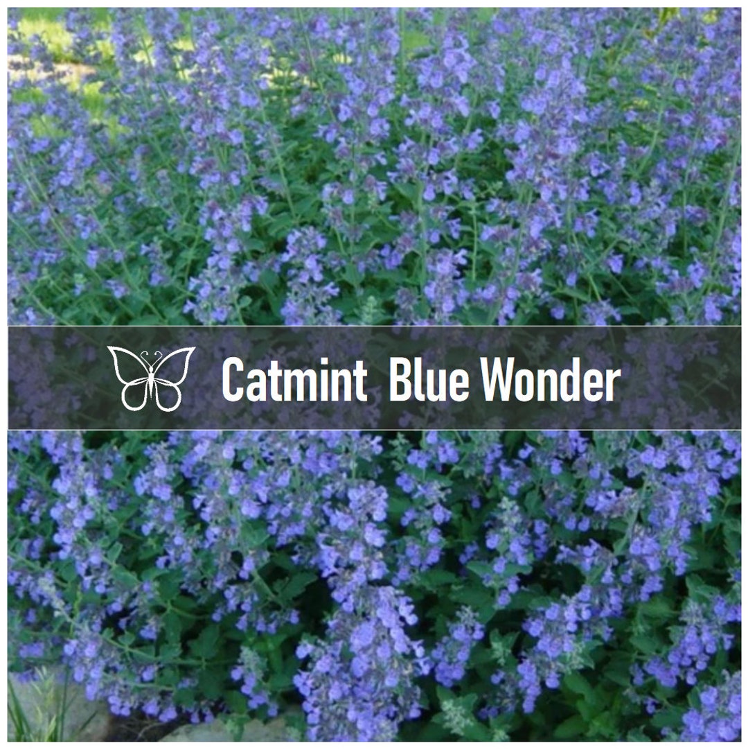 5 Nepeta BLUE WONDER CATMINT Faassenii Live Perennial Starter Plant ...
