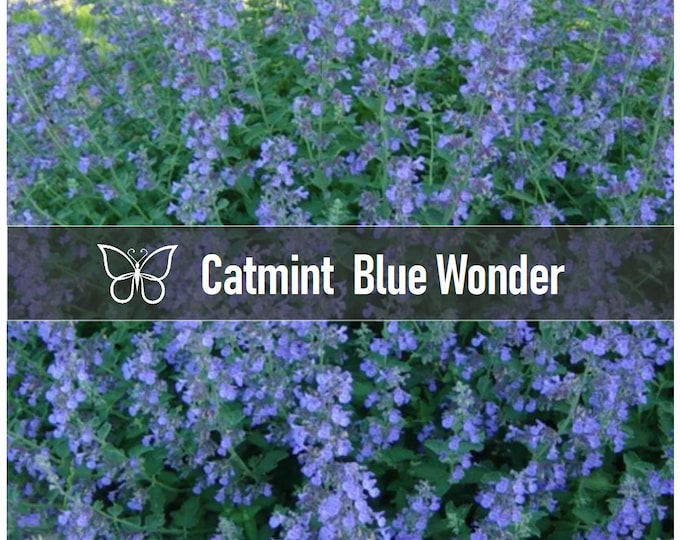 5 Nepeta BLUE WONDER CATMINT Faassenii Live Perennial Starter Plant ...
