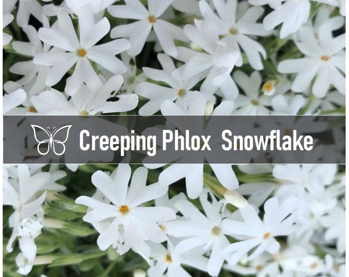 5 SNOWFLAKE Creeping PHLOX Subulata Live Perennial Starter Plant Plugs ...