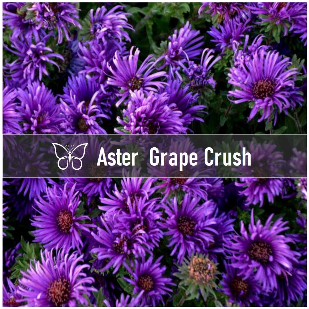 3 GRAPE CRUSH New England ASTER Live Perennial Starter Plant Plugs - Etsy