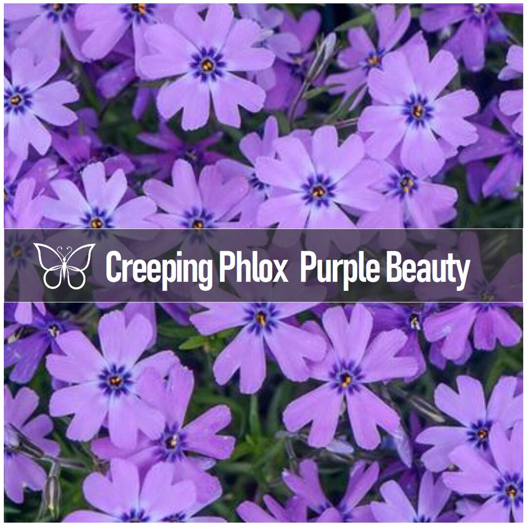 5 PURPLE BEAUTY Creeping PHLOX Subulata Live Perennial Starter Plant ...