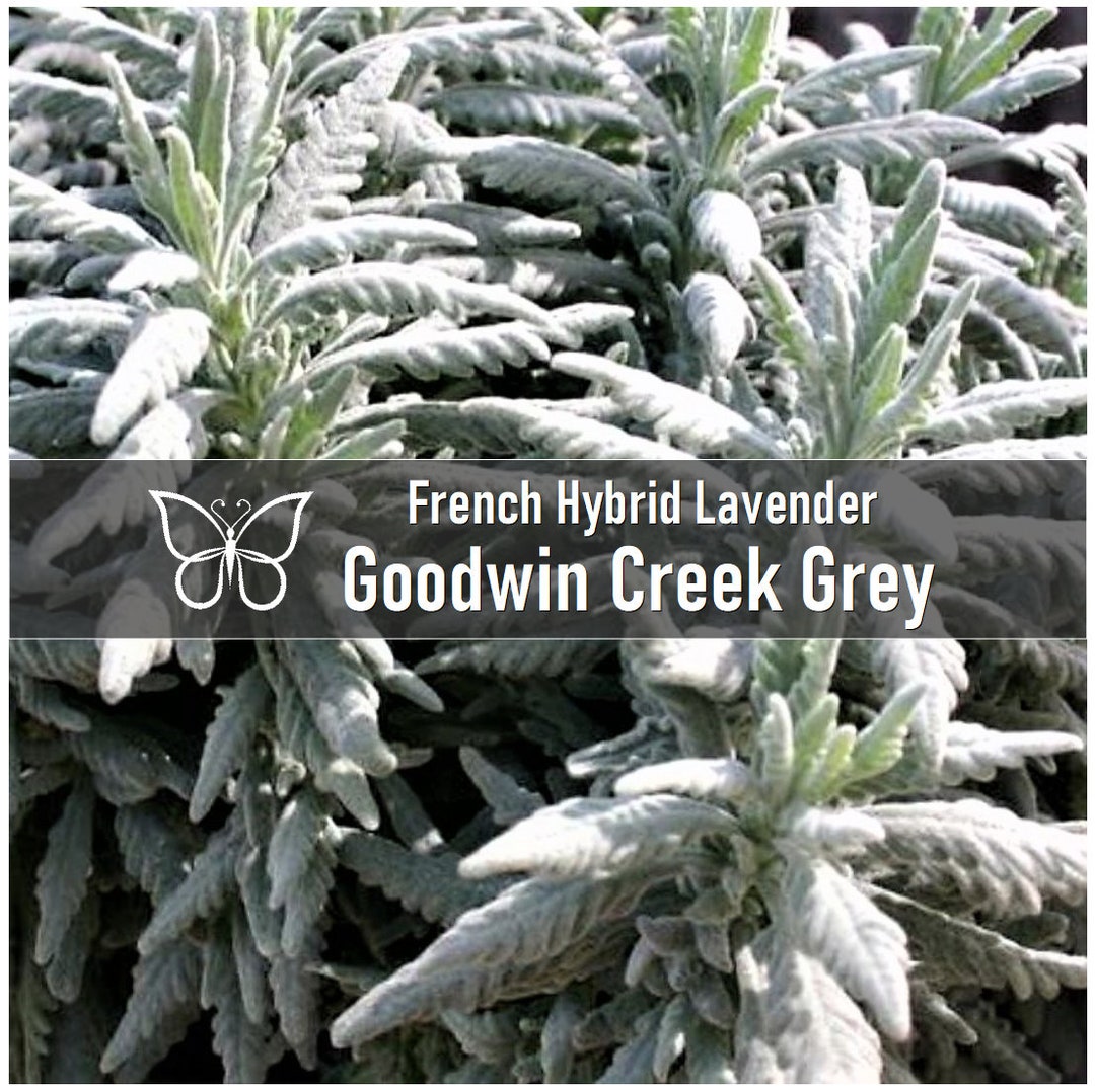 3 Lavender GOODWIN CREEK GREY French Hybrid Live Perennial Starter ...