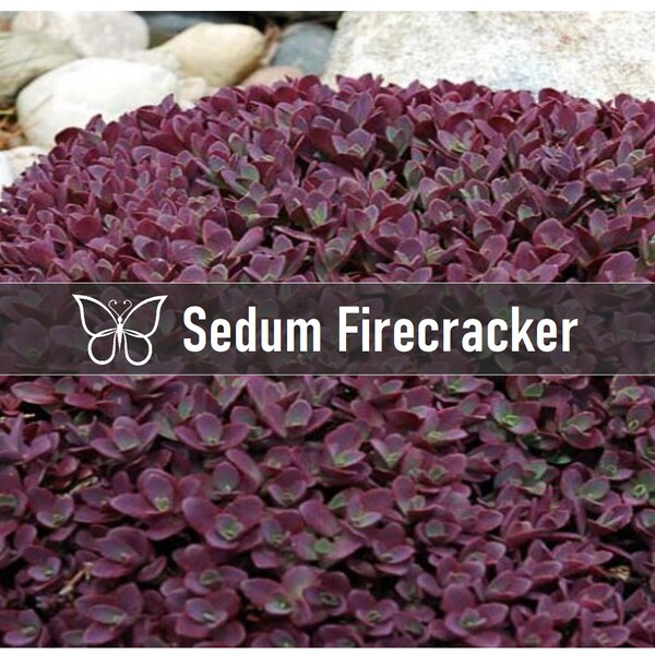 Firecracker Plant Seeds - Etsy