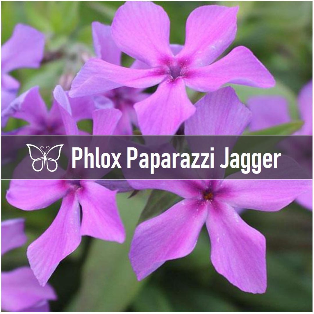 10 PAPARAZZI JAGGER Lavender Short Phlox Live Perennial Starter Plant ...