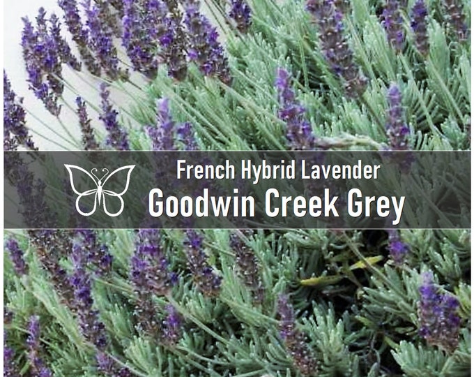 GOODWIN CREEK LAVENDER Plant - Etsy
