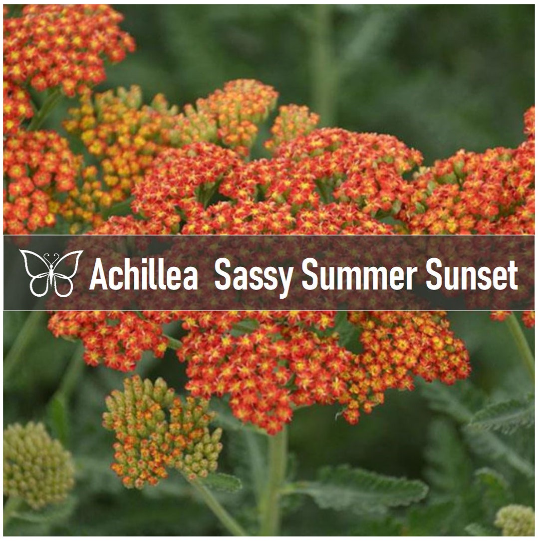 2 SASSY SUMMER SUNSET Yarrow Achillea Tall Live Perennial Starter Plant ...