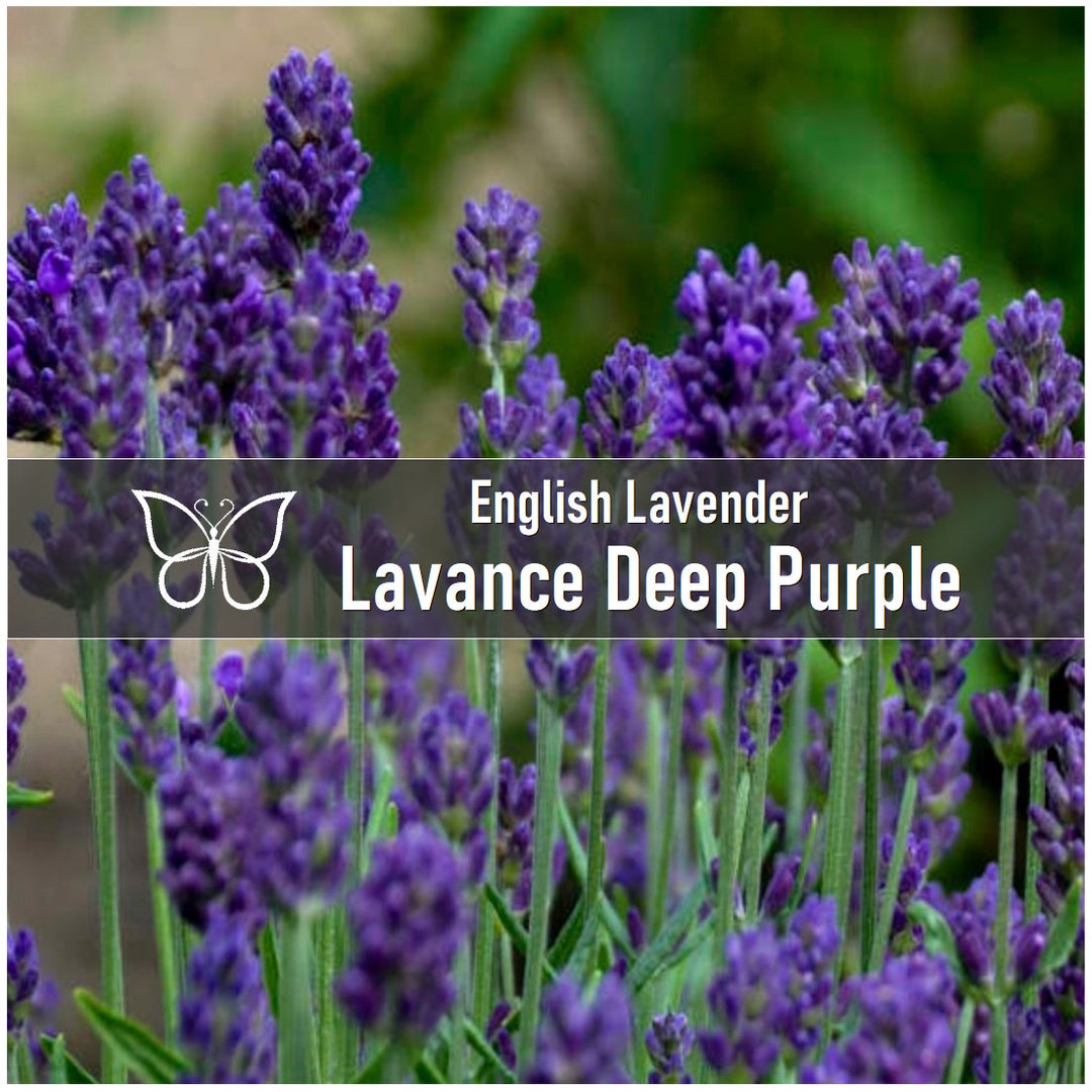 5 LAVANCE DEEP PURPLE English Lavender Live Perennial Starter Plant ...