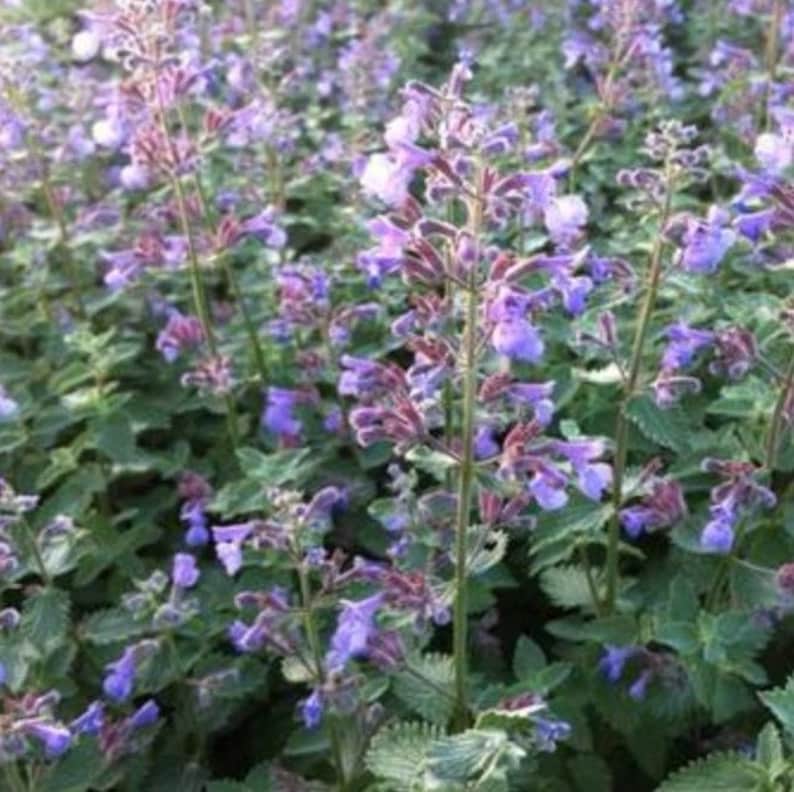 10 Nepeta DROPMORE CATMINT Faassenii Perennial Starter Plant - Etsy