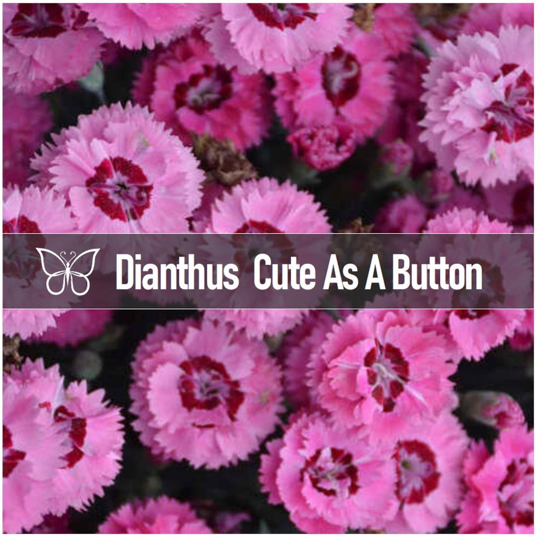 5 CUTE AS A BUTTON Dianthus / Mini Carnation Live Perennial Starter ...
