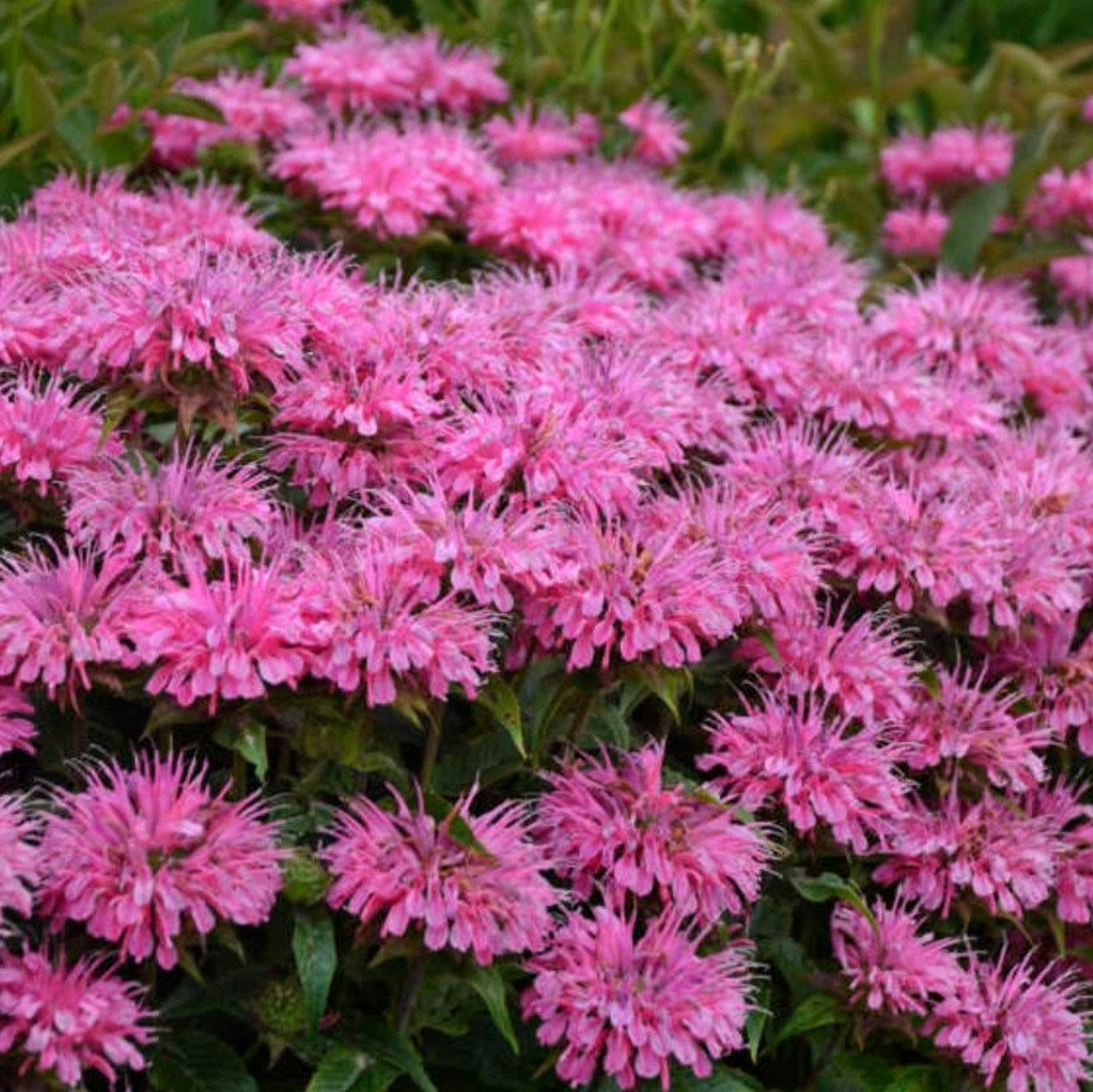 5 BUBBLEGUM BLAST MONARDA Sugar Buzz Pink Bee Balm Perennial - Etsy België