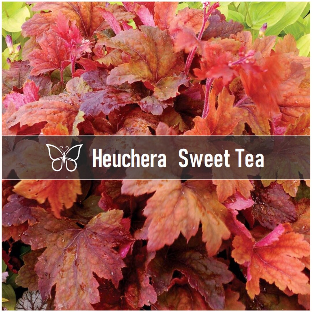 2 Heucherella SWEET TEA Perennial Foamy Bells Live Starter Plant Plugs ...