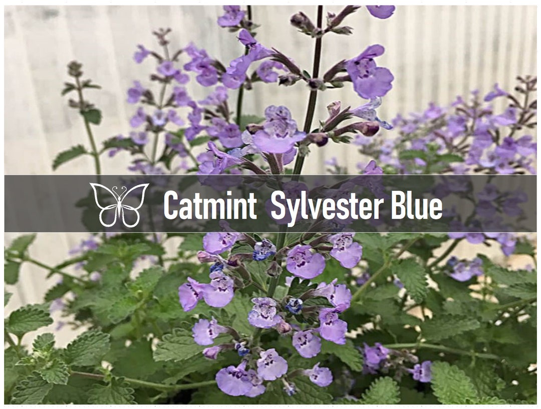 3 Nepeta SYLVESTER BLUE CATMINT Faassenii Perennial Starter - Etsy