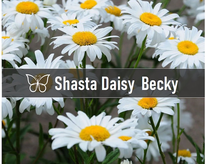 3 Snowcap Daises Leucanthemum Superbum Shasta Daisy Super Fragrant ...