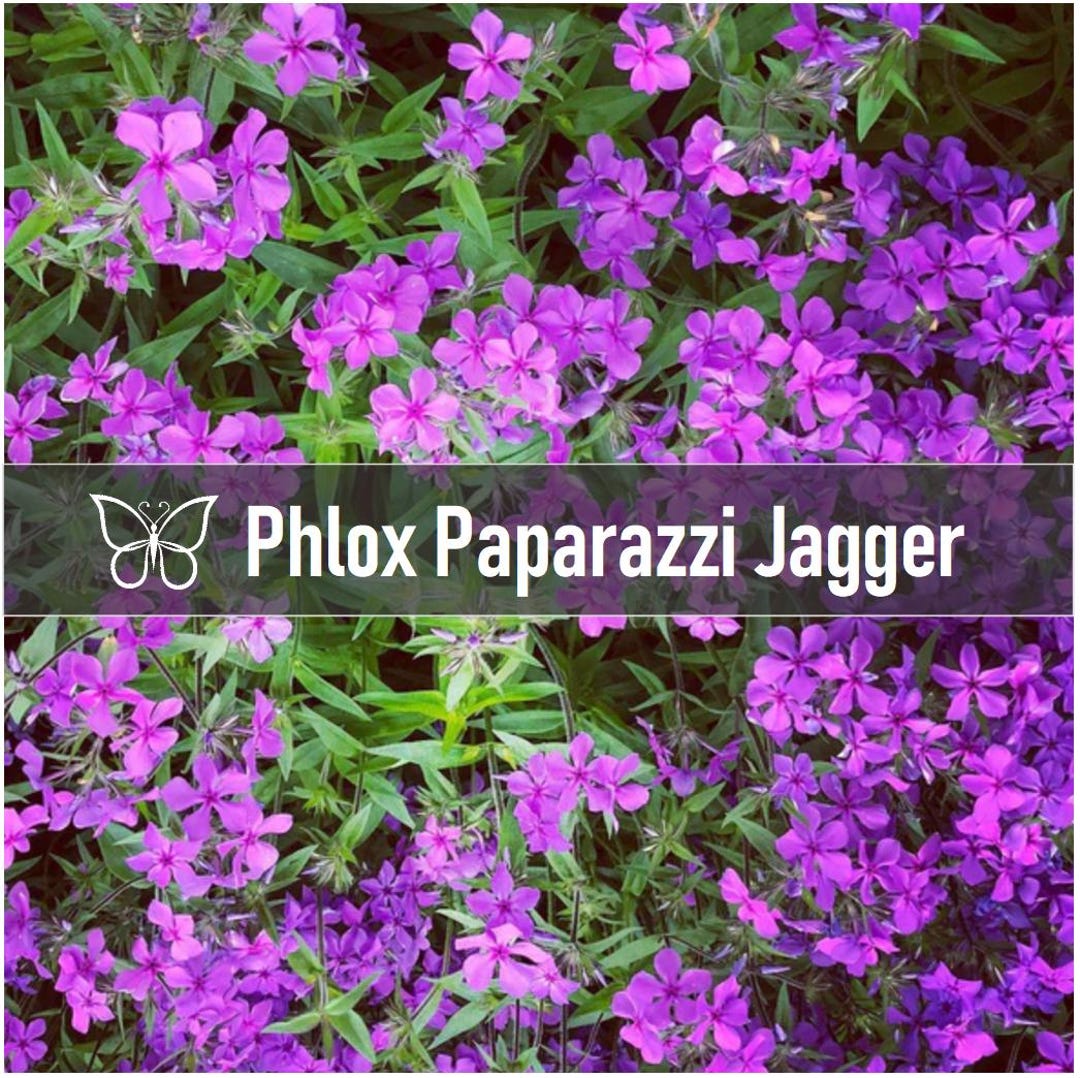 5 PAPARAZZI JAGGER Lavender Short Phlox Live Perennial Starter Plant ...