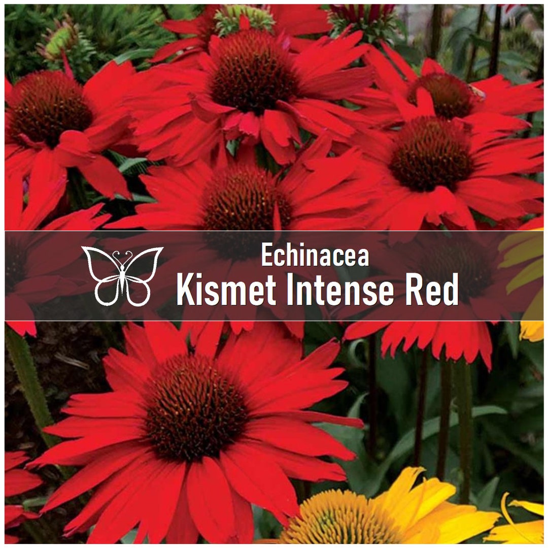 2 KISMET INTENSE RED Echinacea Perennial Starter Plant Plugs Long ...