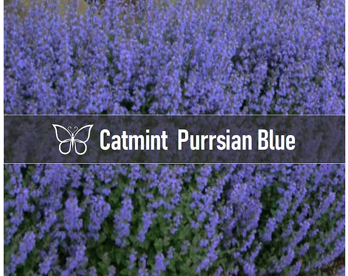 10 Nepeta PURRSIAN BLUE CATMINT Faassenii Live Perennial Starter Plant ...