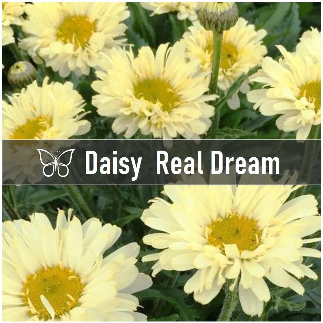 5 REAL DREAM Shasta DAISY White Frilly Leucanthemum Live Perennial ...