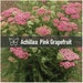 5 KISS and TELL Dianthus / Mini Carnation Live Perennial Live Starter ...