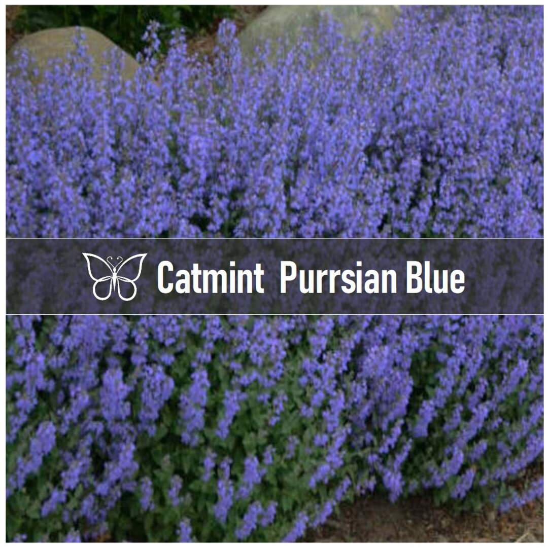 5 Nepeta PURRSIAN BLUE CATMINT Faassenii Live Perennial Starter Plant ...